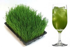 ORZUL VERDE - Blog - Fitness Scandinavia